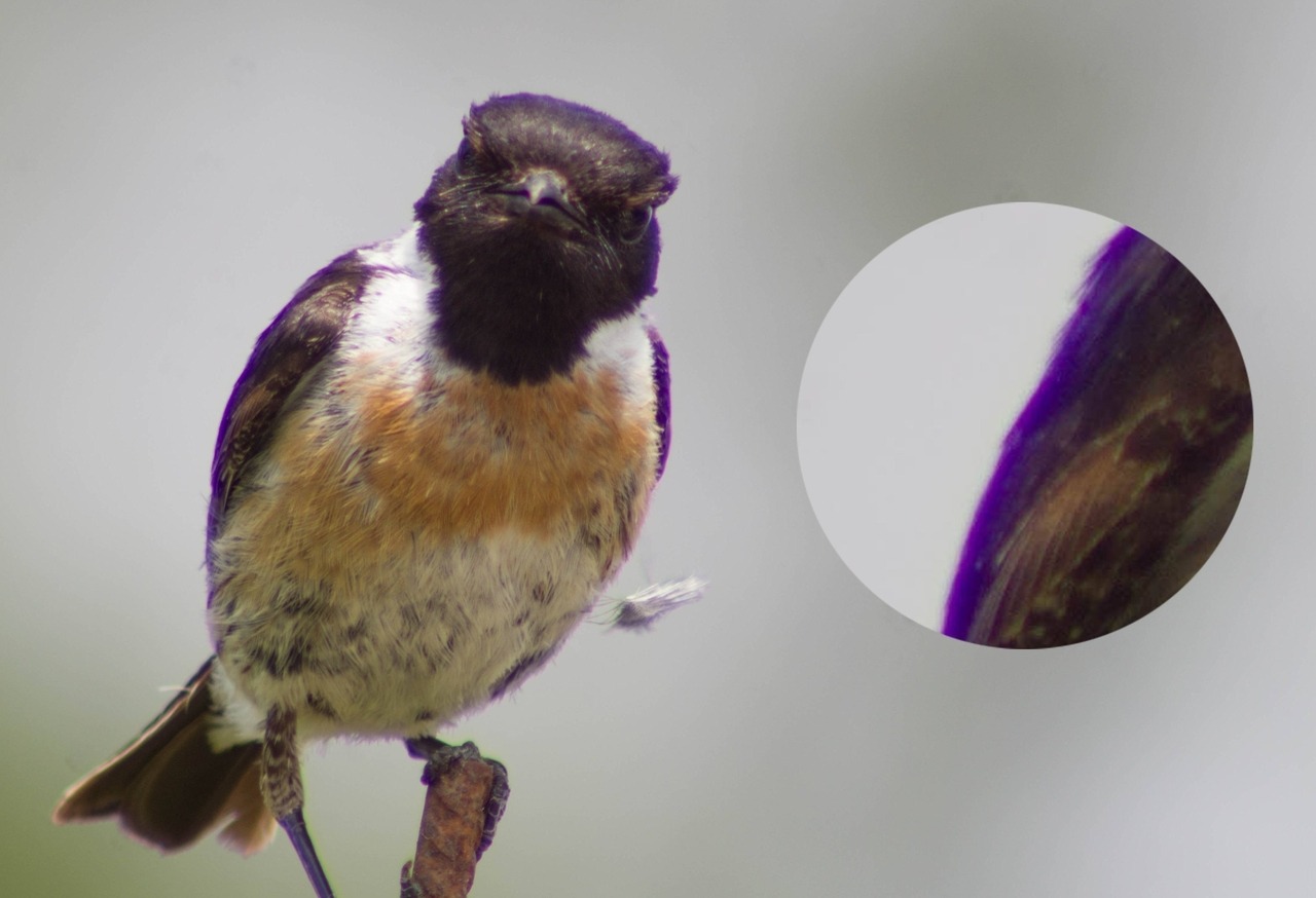 Achromatic vs. Apochromatic Lenses in Hyperspectral Imaging